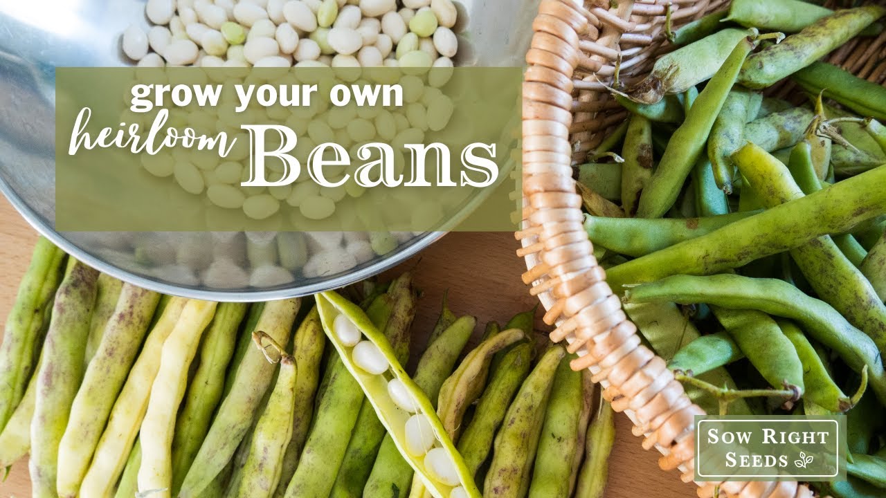 Sow Right Seeds | Bean Variety Seed Collection