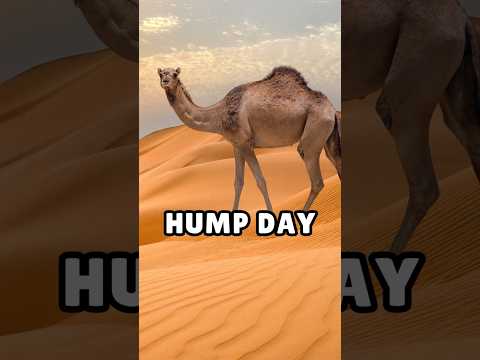 Funny Hump Day Meme - Wednesday Morning Memes #humpdaywednesday #humpdaymemes #wednesdaymotivation