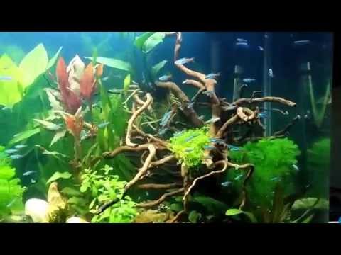 Fish Tanks - Wholesale Price & Mandi Rate for Fish Bowls