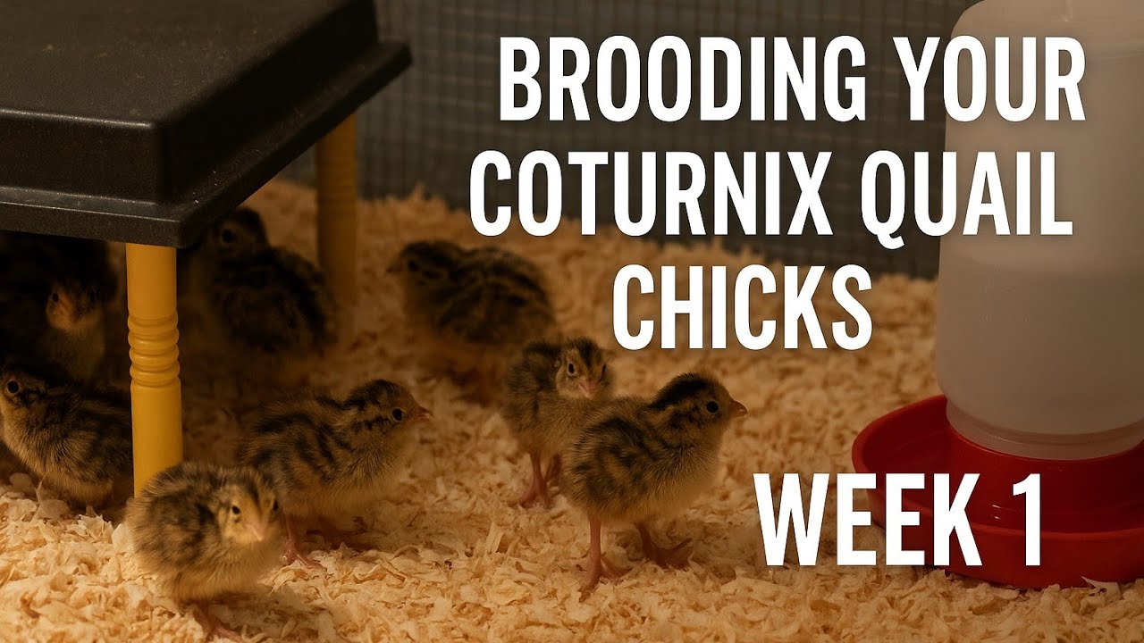 Brooding Your Coturnix Quail Chicks - Week 1