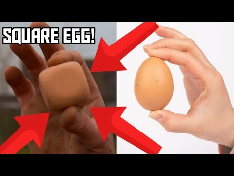 Square Egg is REAL [The Daily Egg 466]