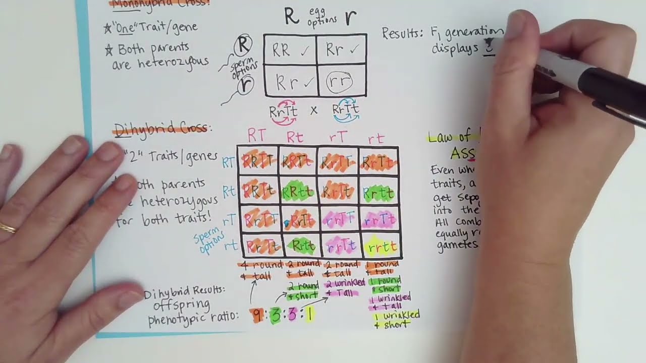 Basic Genetics Part 3