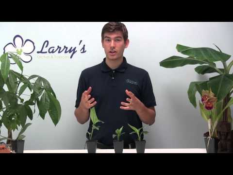 How to Grow Bird Of Paradise - Growing Guide