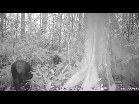 Camtrap footage of Nigeria-Cameroon Chimpanzees in Tofala Hill Wildlife Sanctuary