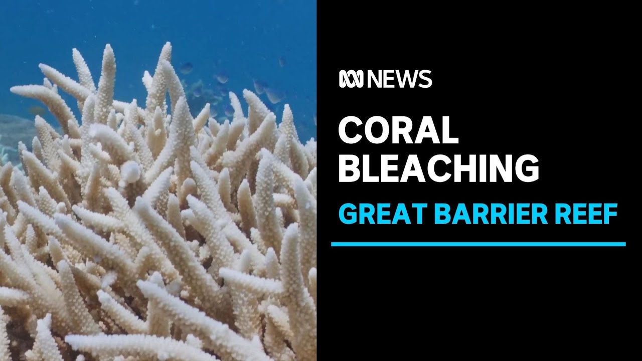 Great Barrier Reef faces another severe bleaching event | ABC News