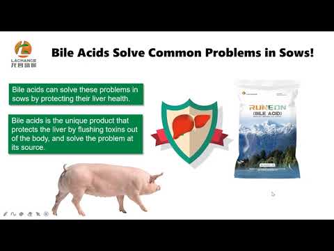 Common pig diseases || bile acids solve them by protecting liver health, validated by 20,000 farms