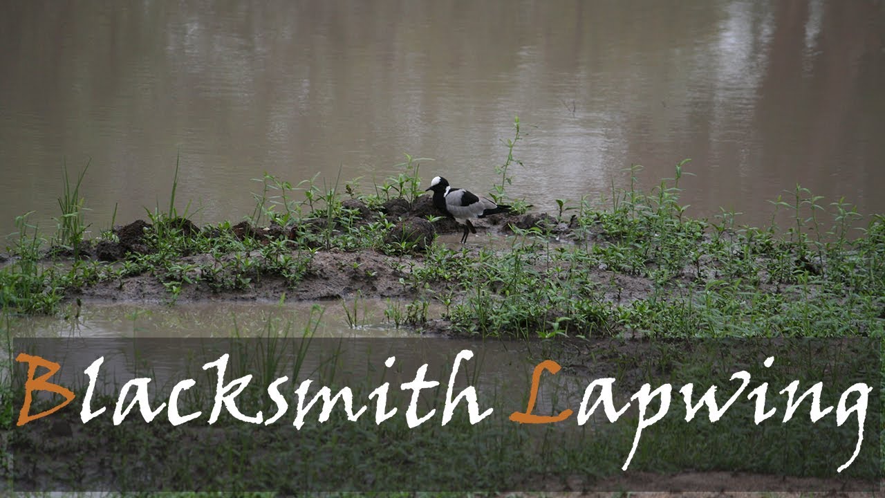 Blacksmith Lapwing (Vanellus armatus) Blacksmith Plover Bird Call & Video | Stories Of The Kruger