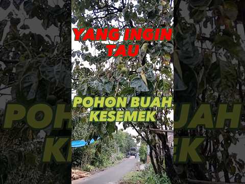 Pohon sibuah Genit || Kesemek
