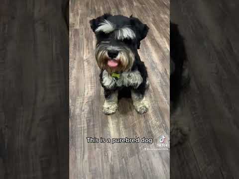 I am all for education! Mini schnauzer edition