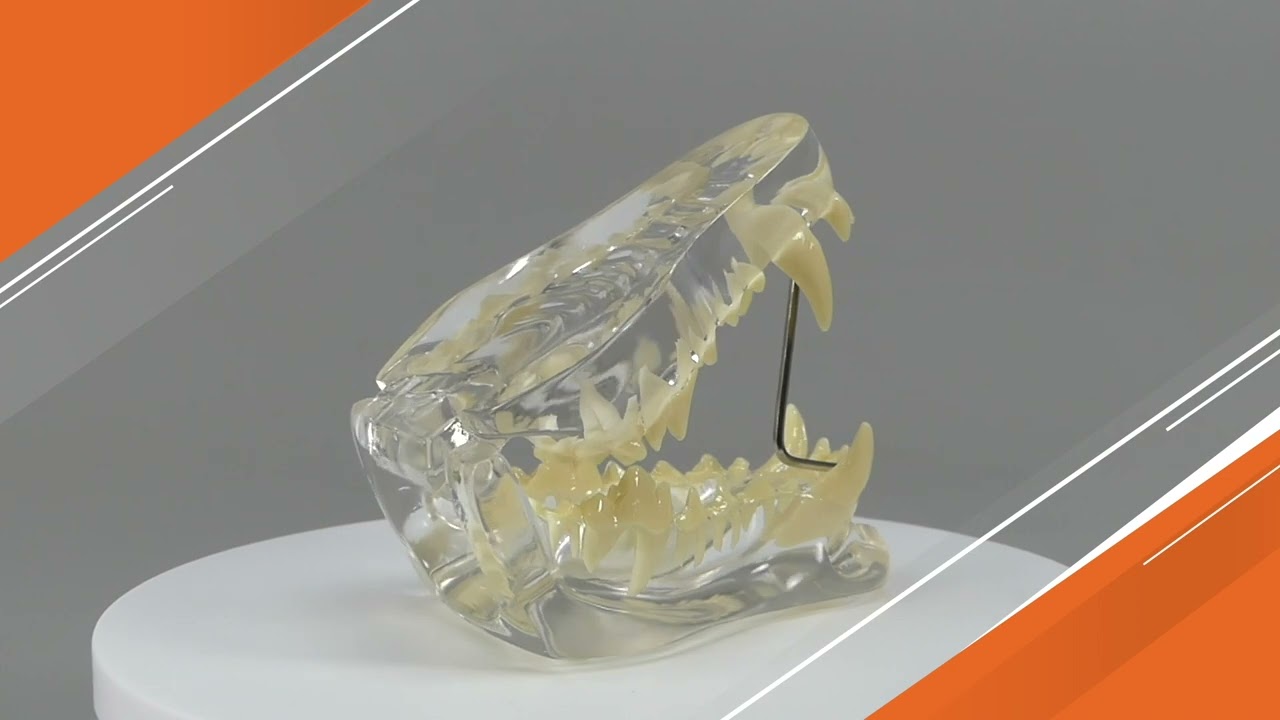 Transparent Canine Jaw Model | AnatomyStuff