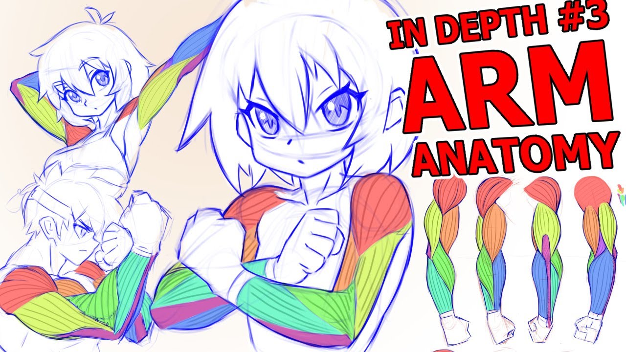 In-Depth Vol:3 Arm Muscle Anatomy