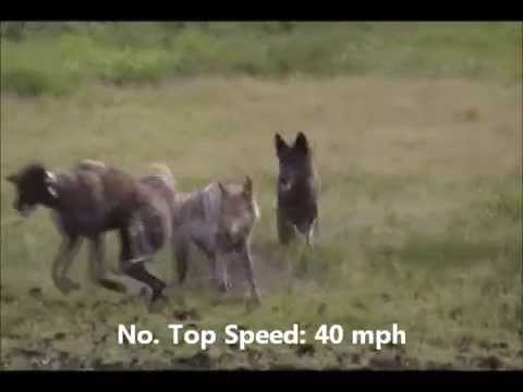 Can you guess the fastest land animal in North America?
