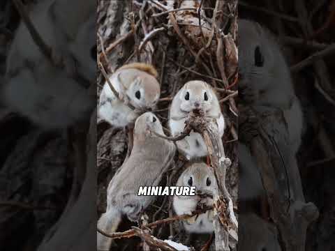 Daily Animal Fact #5: Japanese Flying Squirrel