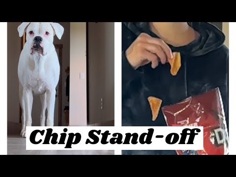 A Good Ol’ Fashioned Chip Stand-off!