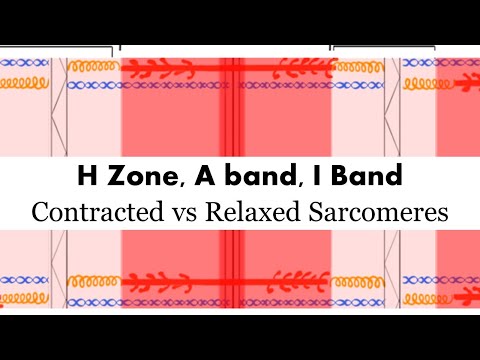 Contracted vs Relaxed Sarcomere (H zone, A Band, I Band)