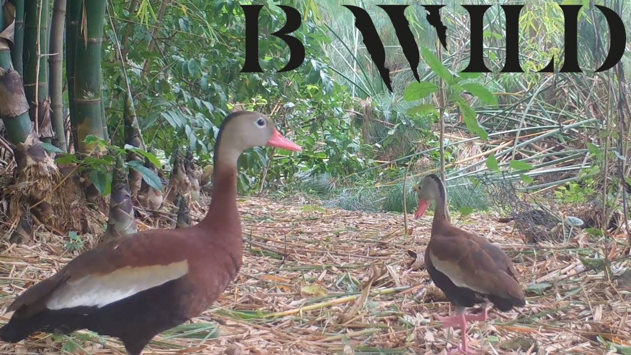 Conoce la diversa fauna de Nayarit, México.