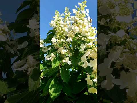 Pee Gee Hydrangea Tree - Talking about Plants