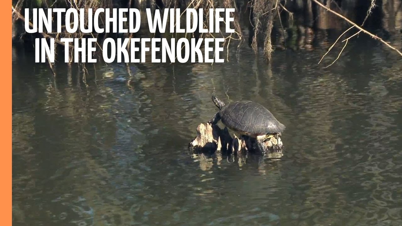 MicroPlanet - Untouched Wildlife in the Okefenokee National Wildlife Refuge | Full Documentary