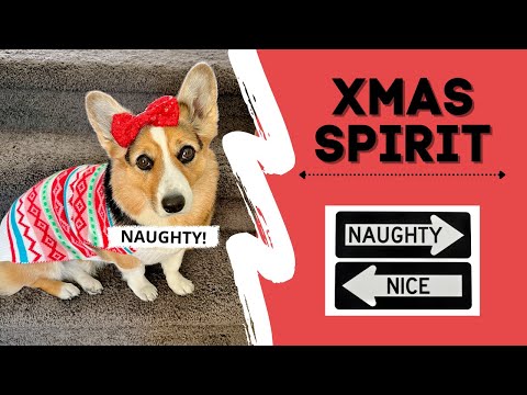 Corgis Decorate for CHRISTMAS! #holiday #dog