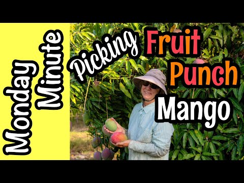 Monday Minute- Picking 'Fruit Punch' Mango!