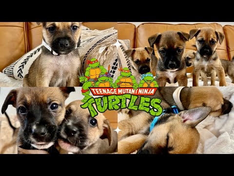 Dog for adoption - Donatello Ninja Turtle, a German Shepherd Dog ...