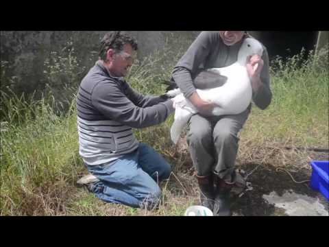 What does it mean when you call someone an albatross? – AnsToAll