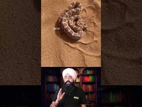 Sidewinder Snake: The Desert's Elusive Serpent #SidewinderSnake #DesertWildlife #SnakeBehavior#facts