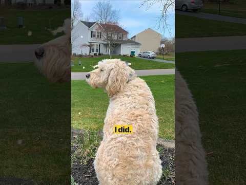 Halo Collar Review: The Best GPS Dog Collar? #dogcollar