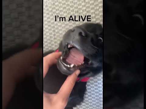 OMG...Sooo Funny! 🤣A Day in the life of a Cute Lab puppy #shorts #labrador #puppy