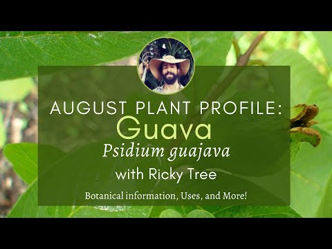 Plant Profile: Guava with Ricky Tree