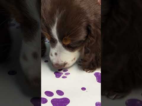 Easy Way To Help Your Dog Not Be Nervous To Go To The Vet