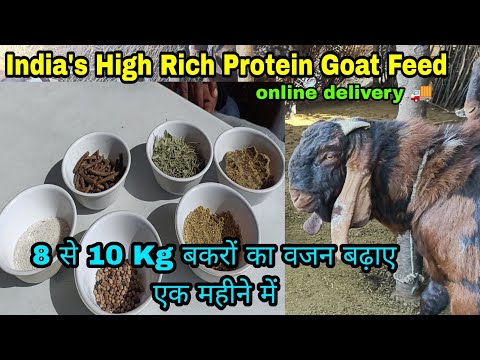 Goat Feed at Best Price in India