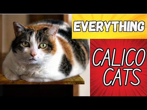Calico Cat Facts