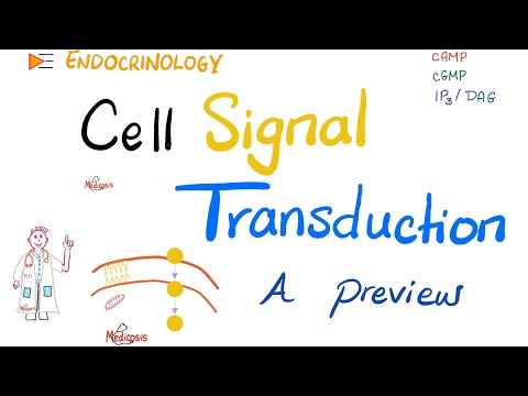 Cell Signal Transduction — G-Protein, cAMP, JAK-STAT pathway — Endocrinology Series