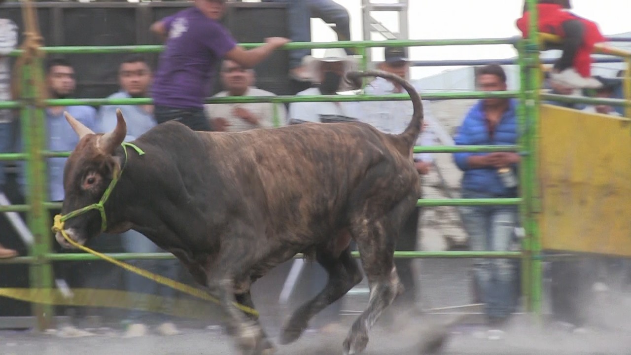 🔴 Jaripeo en Vivo TARIMORO GUANAJUATO 🔴 REYES DE JALISCO 13 mayo 2026 🇲🇽 | Jaripeo Completo