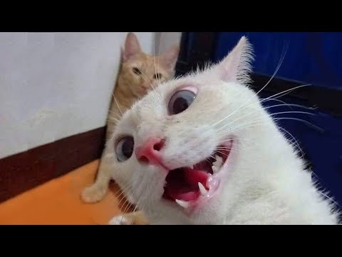 TRY NOT TO LAUGH - Happy Friday Funny - Funny Animals Compilation| Funny Animal Videos