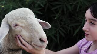 Sir sa aronijom - specijalitet domaćinstva Janin raj