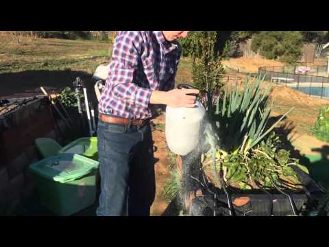 Kill Ants and Aphids In Your Garden With Diatomaceous Earth
