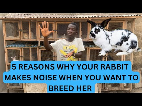 5 reasons why your rabbit makes noice when u want to breed her
