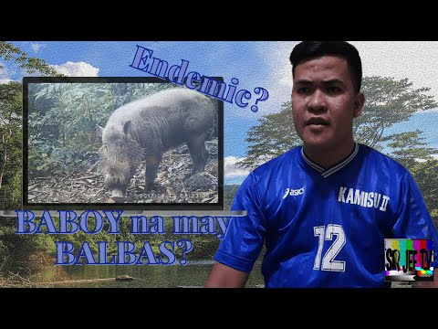 ENDEMIC (Endemic Animals in the Philippines)