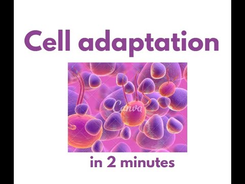 Cellular adaptation in under 2 mins!