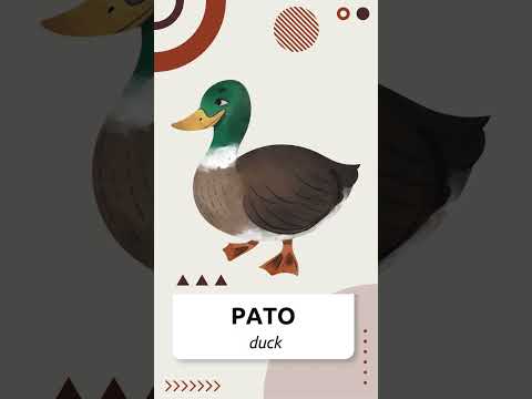 Pato - Duck | Filipino - English Vocabulary | LEARN FILIPINO