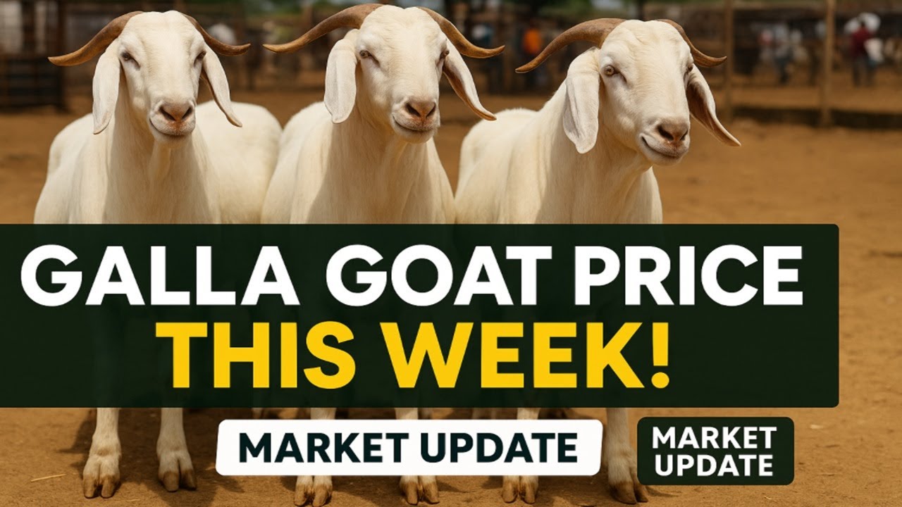 HOW ARE THESE GOAT PRICES? - Farming - Kenya Talk