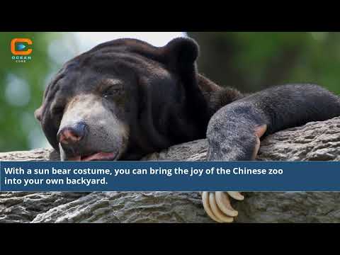 Chinese Zoo Sun Bears Costume For Sale