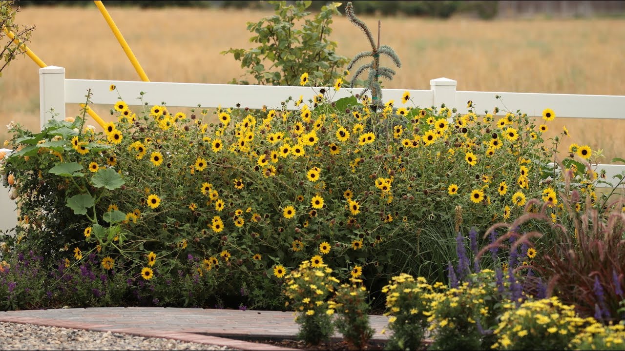 Suncredible Sunflower Update! 🌻🌻🌻// Garden Answer