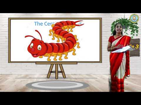 Grade 3 - English - The Centipede Song