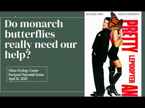 Pretty Lepidopteran - Backyard Naturalist Lecture Series