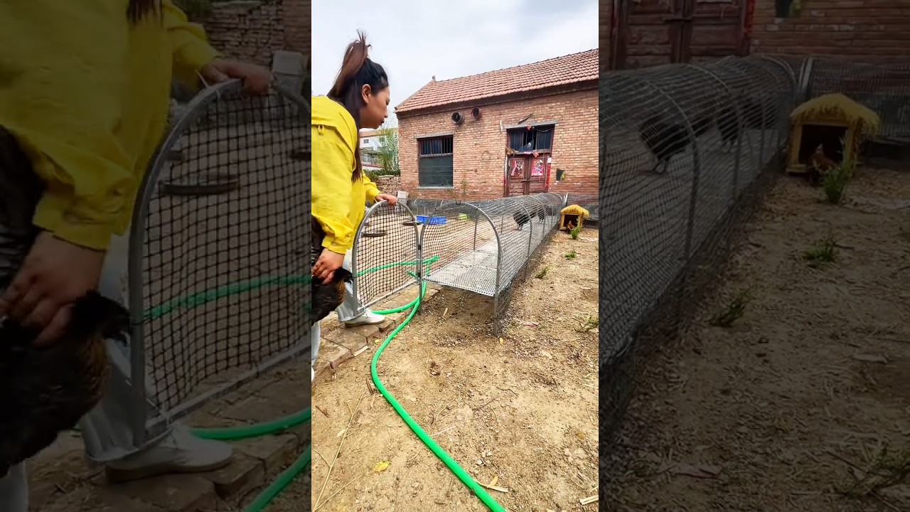 Chickens Running in a Narrow Tunnel Coop | Poultry Farming in a Backyard #chicken#chickencoop #pets