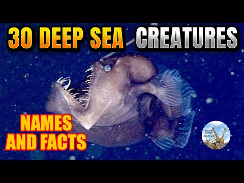 30 Deep Sea Creatures with Names and Facts