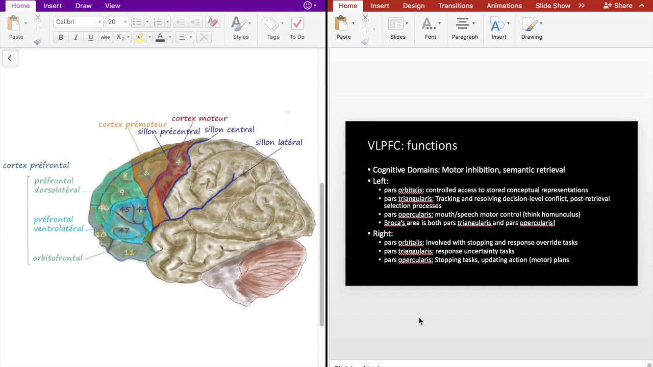 Frontal Lobe Circuits 2 Ventrolateral Prefrontal Cortex
